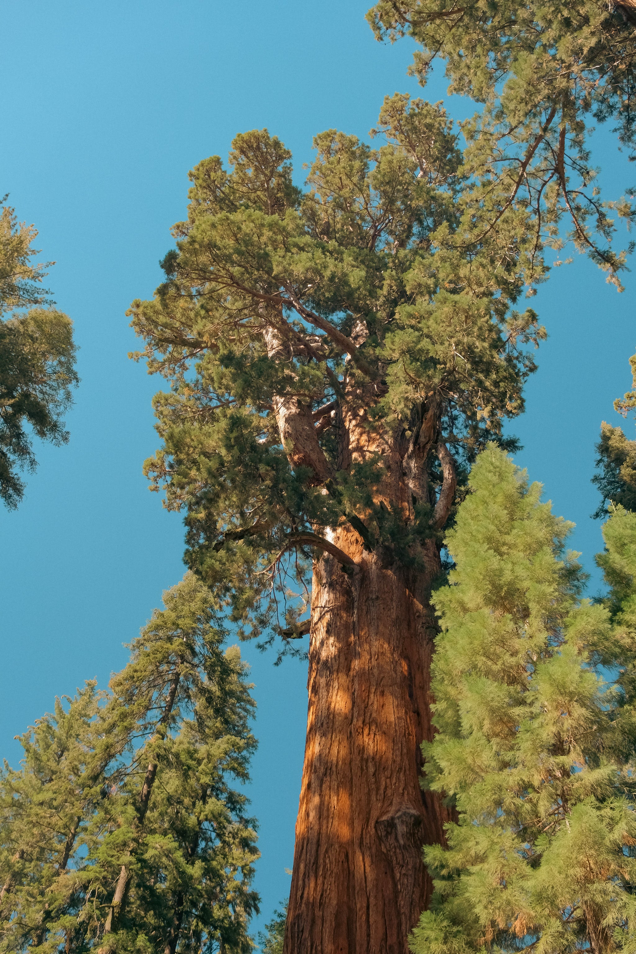 Tips voor Sequoia National Park | Wereldreizigers.nl